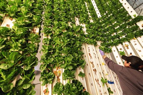 Growing Up The Whole Story