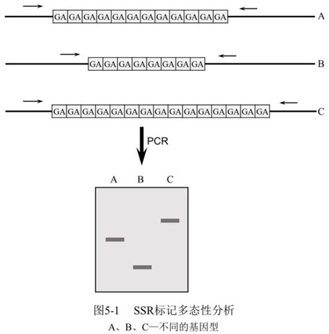 简单重复序列百度百科