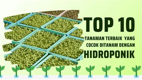 10 Tanaman Terbaik Yang Cocok Ditanam Secara Hidroponik Aa Hidroponik