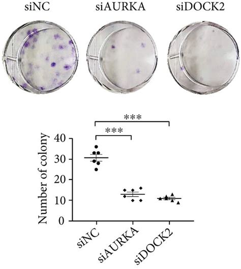 Knockdown Of Aurka And Dock2 Inhibited Cell Proliferation Colony