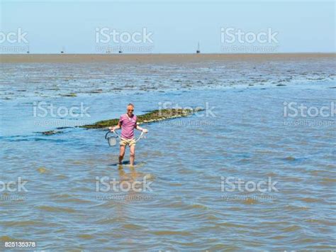 남자 자연 홍합 침대 Waddensea 네덜란드에서에서 수집 된 홍합의 양동이와 얕은 물에 넘어가고 갑각류에 대한 스톡 사진 및