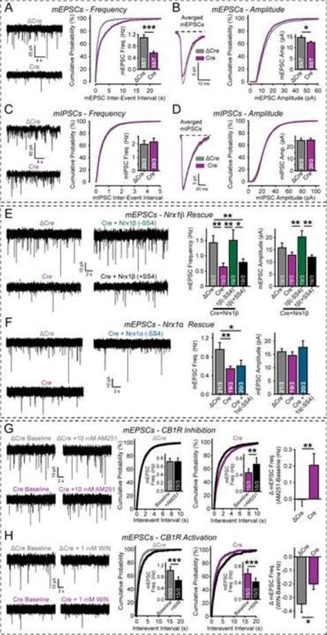 Neurexin 1β But Not Neurexin 1α And The Cb1r Antagonist Am251 Rescue Download Scientific