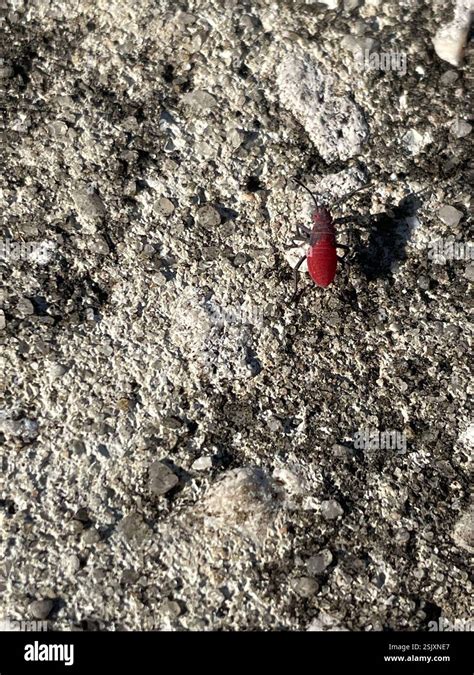 Red Shouldered Bug Jadera Haematoloma Insecta Seminole Ave Altamonte Springs Fl Us Stock