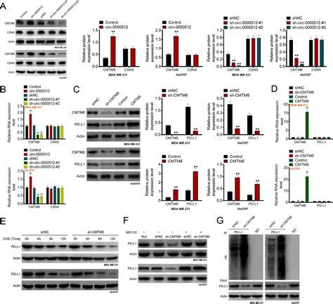 Circ 0000512 Inhibits Pd L1 Ubiquitination Through Sponging Mir 622