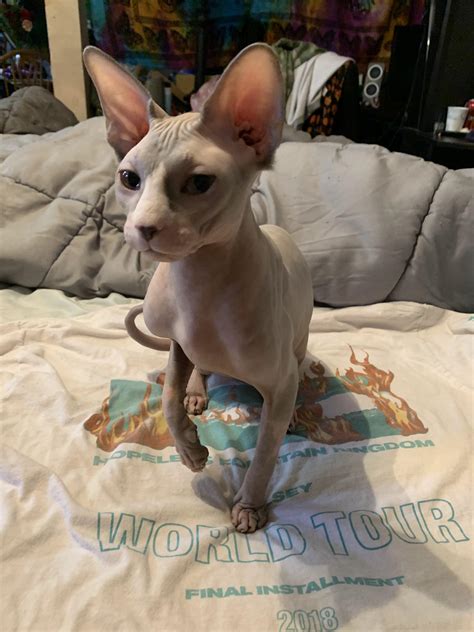 My Smol Son Orion Is A Stan Just Like His Mother Scrolller