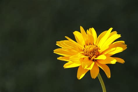 Free Hjerte Leaved Arnica Arnica Images Pixabay