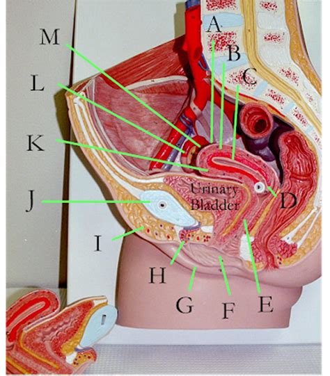 Solved Part B Labeling Female Reproductive Anatomy Label Chegg Com
