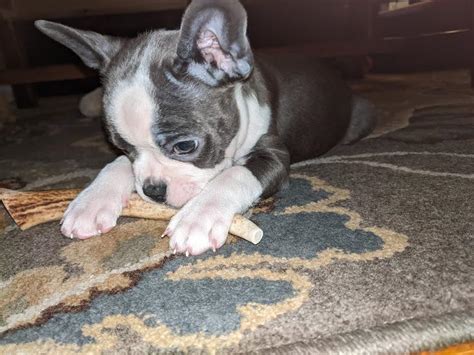 Max Loves His Ball Rbostonterrier