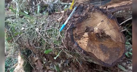 Dono de área rural em São Mateus do Sul é multado em R 58 mil Vvale