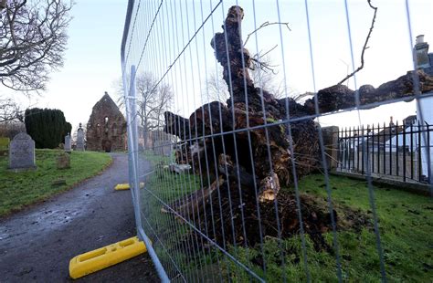 Update Wood From Europes Oldest Wych Elm Could Be Repurposed By