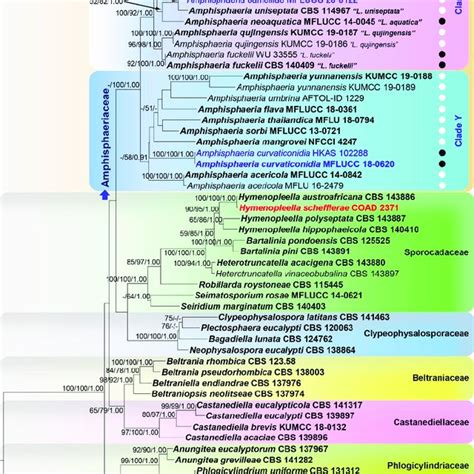 Ml Tree Revealed By Raxml From An Analysis Of The Lsu Its Rpb2 Tub2