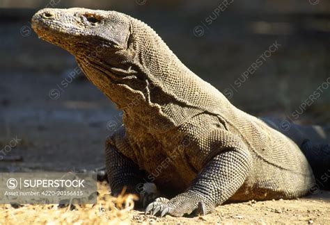 Komodo Dragon Varanus Komodoensis Komdo Island Indonesia Superstock