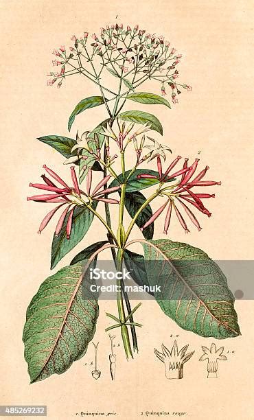 Quinquina 치료에 말라리아 19 세기 식물학 일러스트 퀴닌에 대한 스톡 벡터 아트 및 기타 이미지 퀴닌