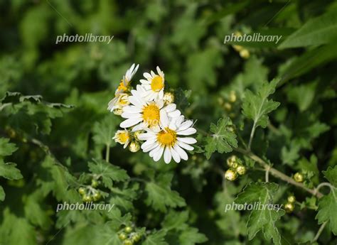 Photolibrary