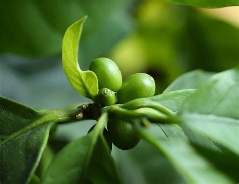 Coffee Traceability And Sustainability Us Roast