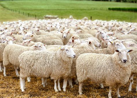 【羊のマメ知識】羊と他の家畜の違いや、羊の重さについて ラムバサダー公式サイト Be A Lambassador