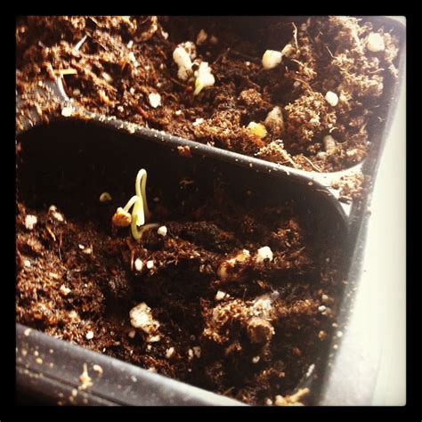 Seeds Sprouting Urbantomato