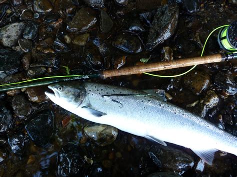 Salmon Fishing Scotland Salmon Fishing Scotland Summer Salmon Fly