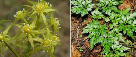 科学网—哑巴吃黄连？话说黄连、黄连花和黄连木！ 栗茂腾的博文