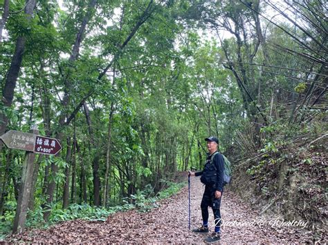 台南東山林安森林步道全新翻修低難度健行步道竹林桃花心木和相思樹林翠綠成蔭 輕旅行