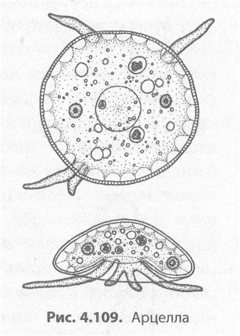 Диаграмма Arcella Sp подкласс Testacealobosia Quizlet