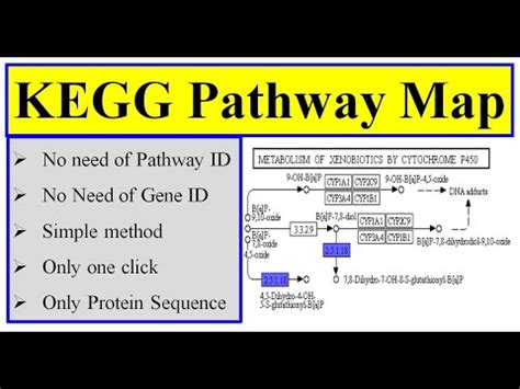 KEGG Pathway Map In Tbtool YouTube