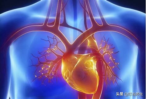 人体器官分布图位置 五脏六腑 知乎