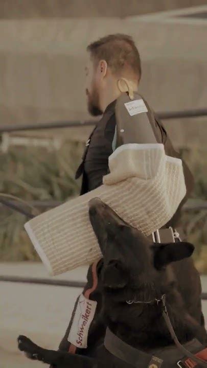 آموزش ژرمن شپرد ورک لاین آموزش محافظت و نگهبانی Youtube