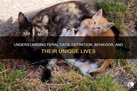 Understanding Feral Cats Definition Behavior And Their Unique Lives