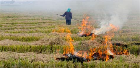 Stubble Burning In Punjab At 3 Year Low Civilsdaily