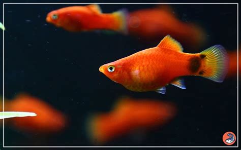 Do Platy Fish Lay Eggs Aquariumnexus