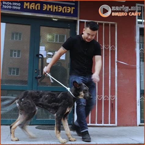 Эерэг Нягтлан бодогч залуу дөрвөн жилийн турш гудамжид хаягдсан нохой