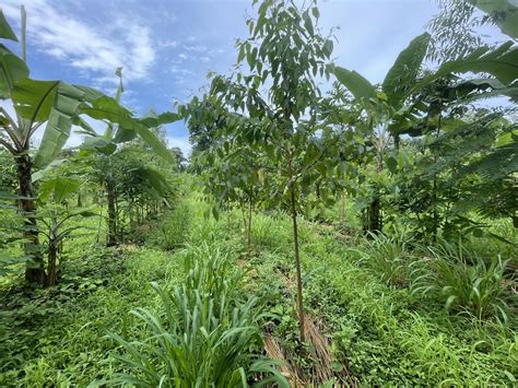 Intro To Syntropic Agroforestry — Regeneration Field Institute