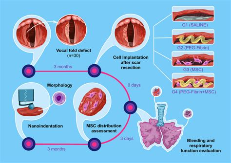 Experimental Design As Tested Agents We Chose A Hydrogel System Based Download Scientific
