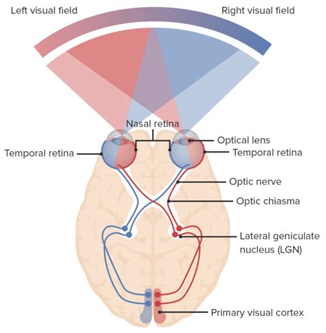 Anatomy Of Visual Pathway And Its Lesions My Xxx Hot Girl