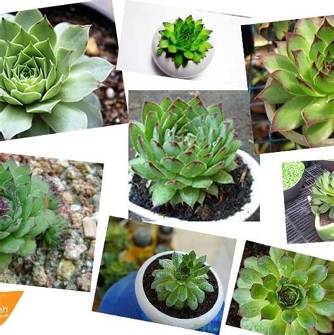 Cây Cảnh Cây ăn Quả Cây Mini Py Thái Nguyên