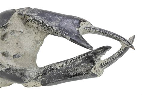 72 Fossil Mud Lobster Thalassina Indonesia 282131 For Sale