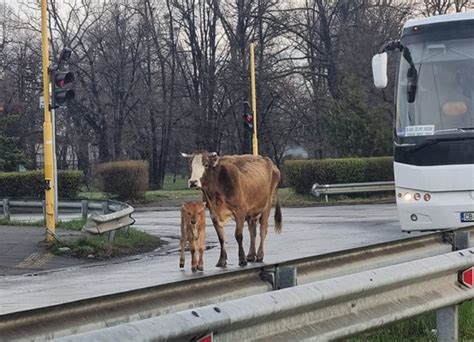 Полицейски патрул ескортира крави в София снимки