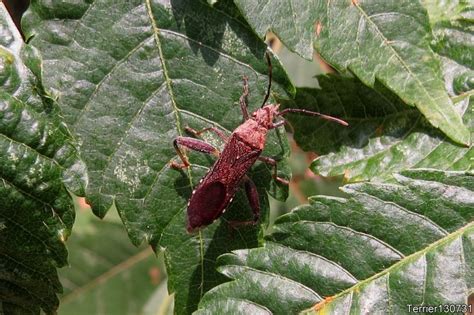Daclera Levana Alydidae