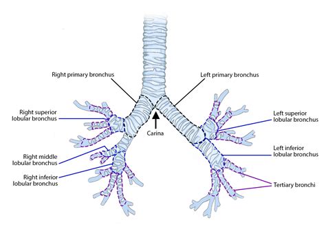 Bronchioles Vs Bronchi How The Lungs Work The Respiratory System