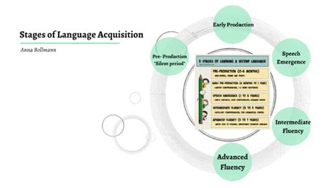 Stages Of Language Acquisition By Anna Bollmann On Prezi