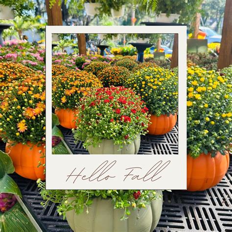 🍁🧡 Its Fall Yall 🧡🍁 From Pats Nursery Inc Facebook