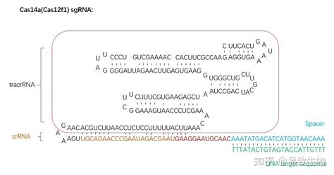 Cas12a Cas12bcas12f1 Sgrnacrrna 结构序列 知乎
