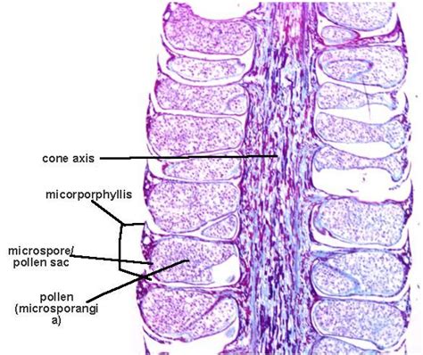 Male Pine Cone Cs Microscopic Photography Gymnosperm Plant Cell