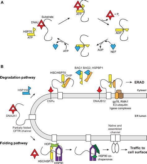 Figure 1 From The Role Of The Cytosolic Hsp70 Chaperone System In
