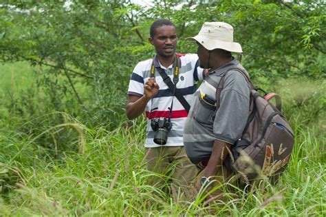 Three Ways To Fight Invasive Prosopis Juliflora Tree In Eastern Africa