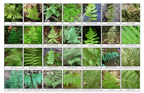 Biodiversity Identification Sheets A Fun Way To Learn What Is Out