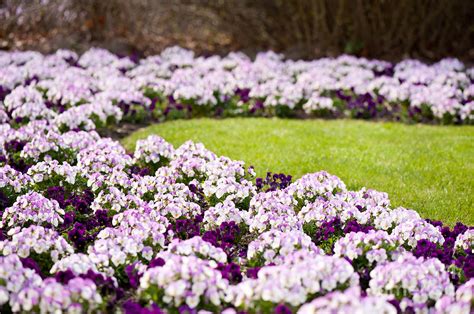 Pink Pansies Flowering Bunch Photograph By Arletta Cwalina Fine Art