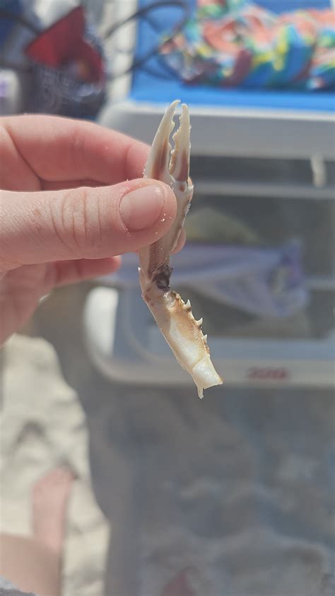 Crab Leg Found At Beach Rpanamacitybeach