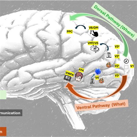 Assessing Higher Order Visual Functions Seeing Beyond A Flat Earth Dementia And Neuropsychologia